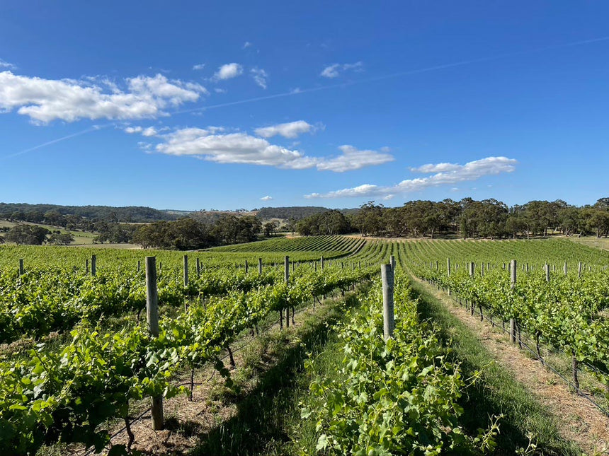 Saint-Clar Estate Cool Climate Vineyard, Adelaide Hills SA
